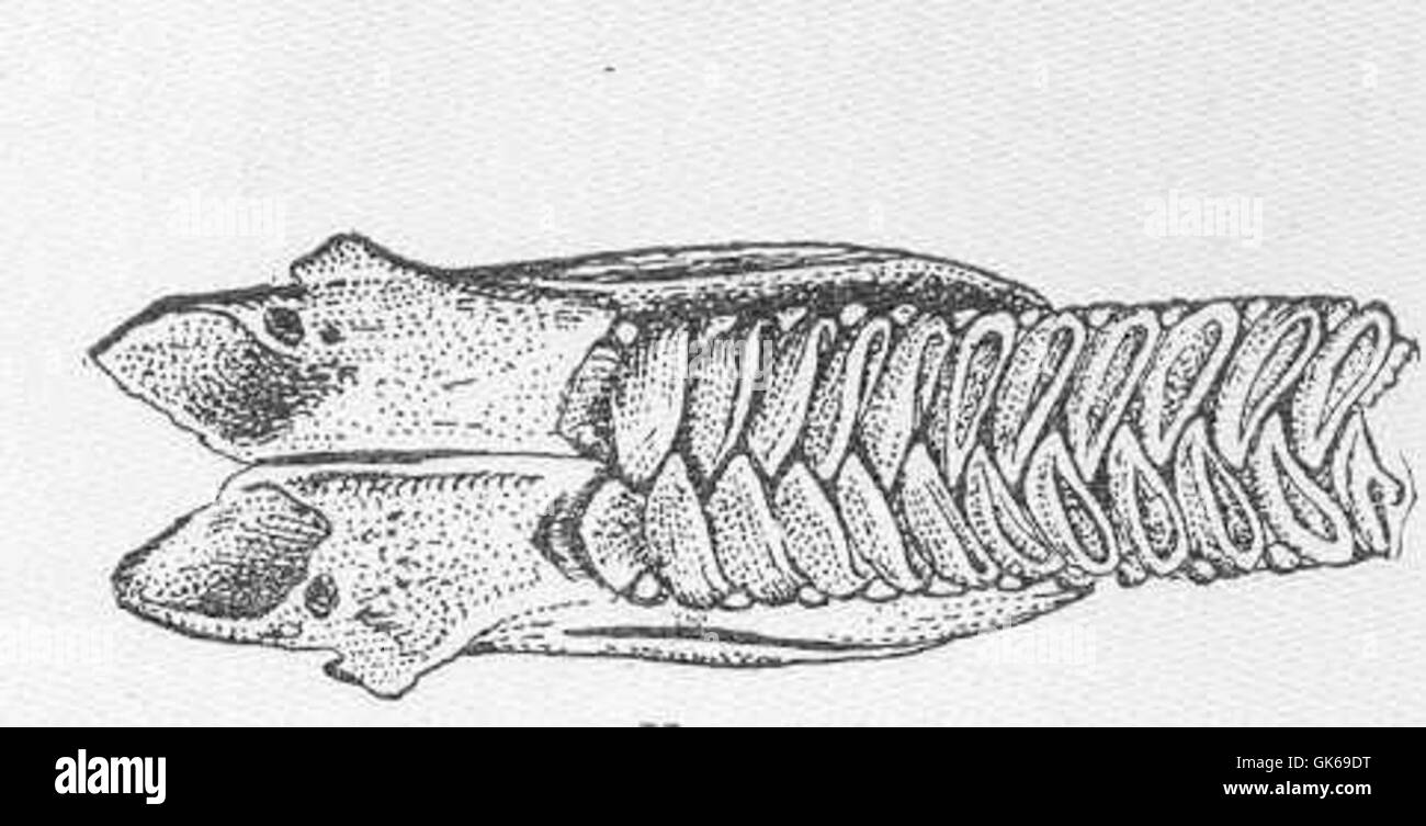 Pharyngeal teeth Black and White Stock Photos & Images - Alamy