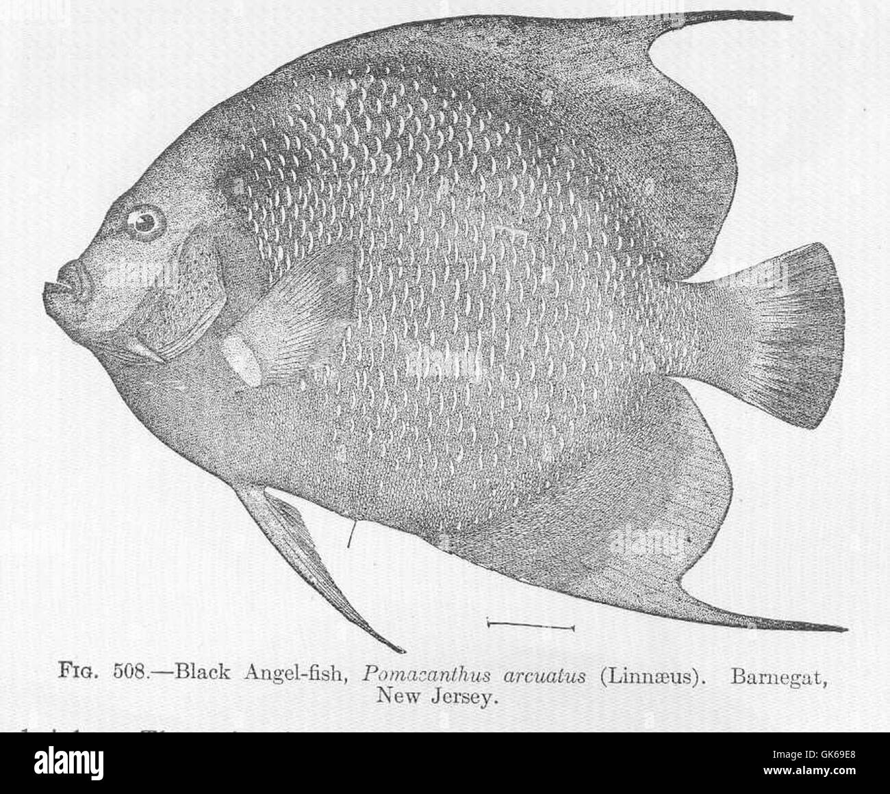 Map of barnegat Black and White Stock Photos & Images - Alamy