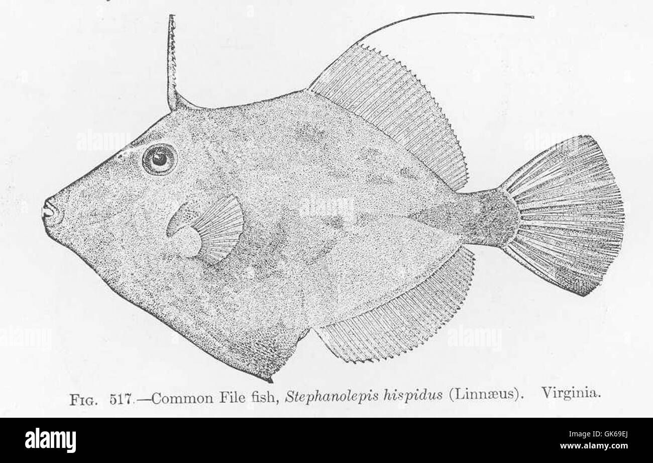 The common filefish (Stephanolepis hispidus) is a marine species found ...