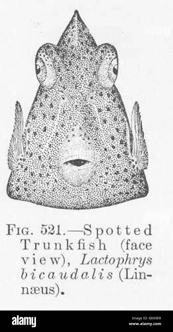 52093 Spotted Trunkfish (face view), Lactophrys bicaudalis (Linnaeus ...