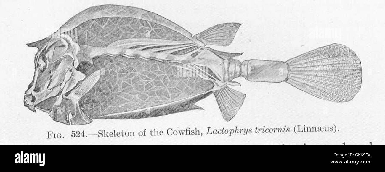 The skeleton of Lactophrys tricornis, commonly known as the cowfish ...