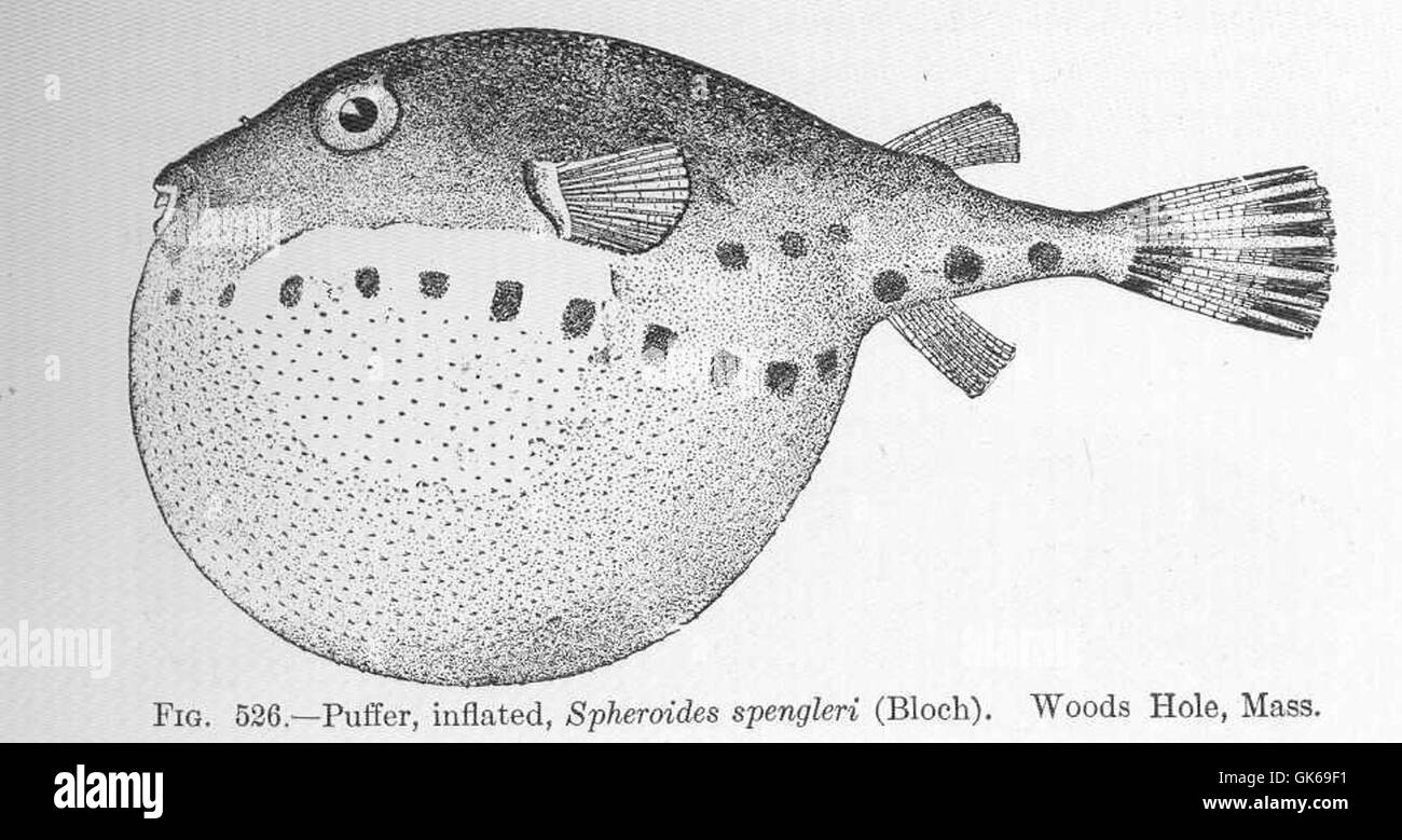 Pufferfish family tetraodontidae hi-res stock photography and images ...