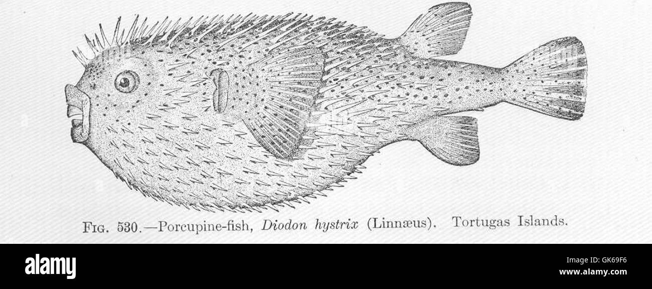 Porcupine fish diodon hystrix Black and White Stock Photos & Images - Alamy