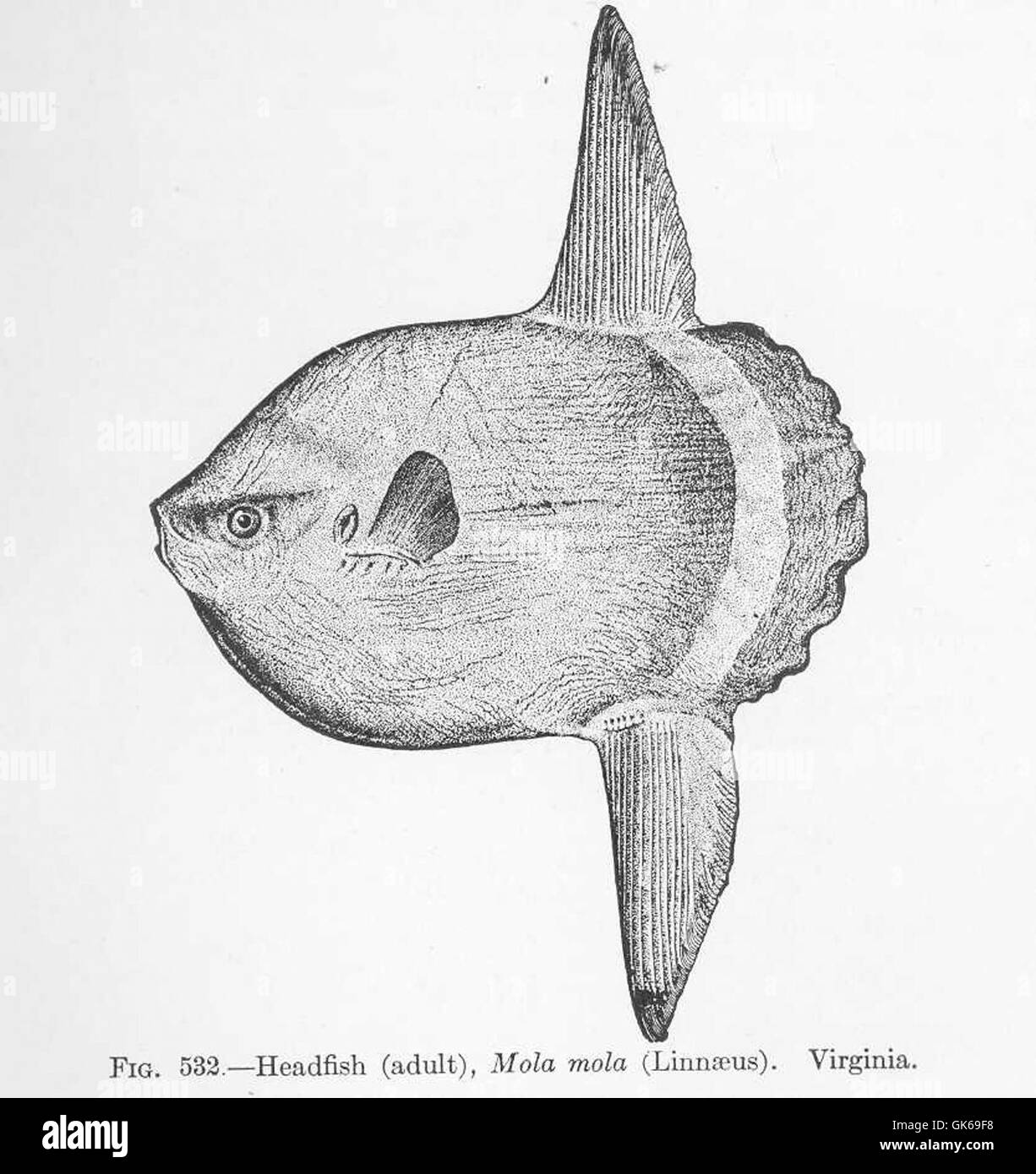 Heaviest in the world Black and White Stock Photos & Images - Alamy