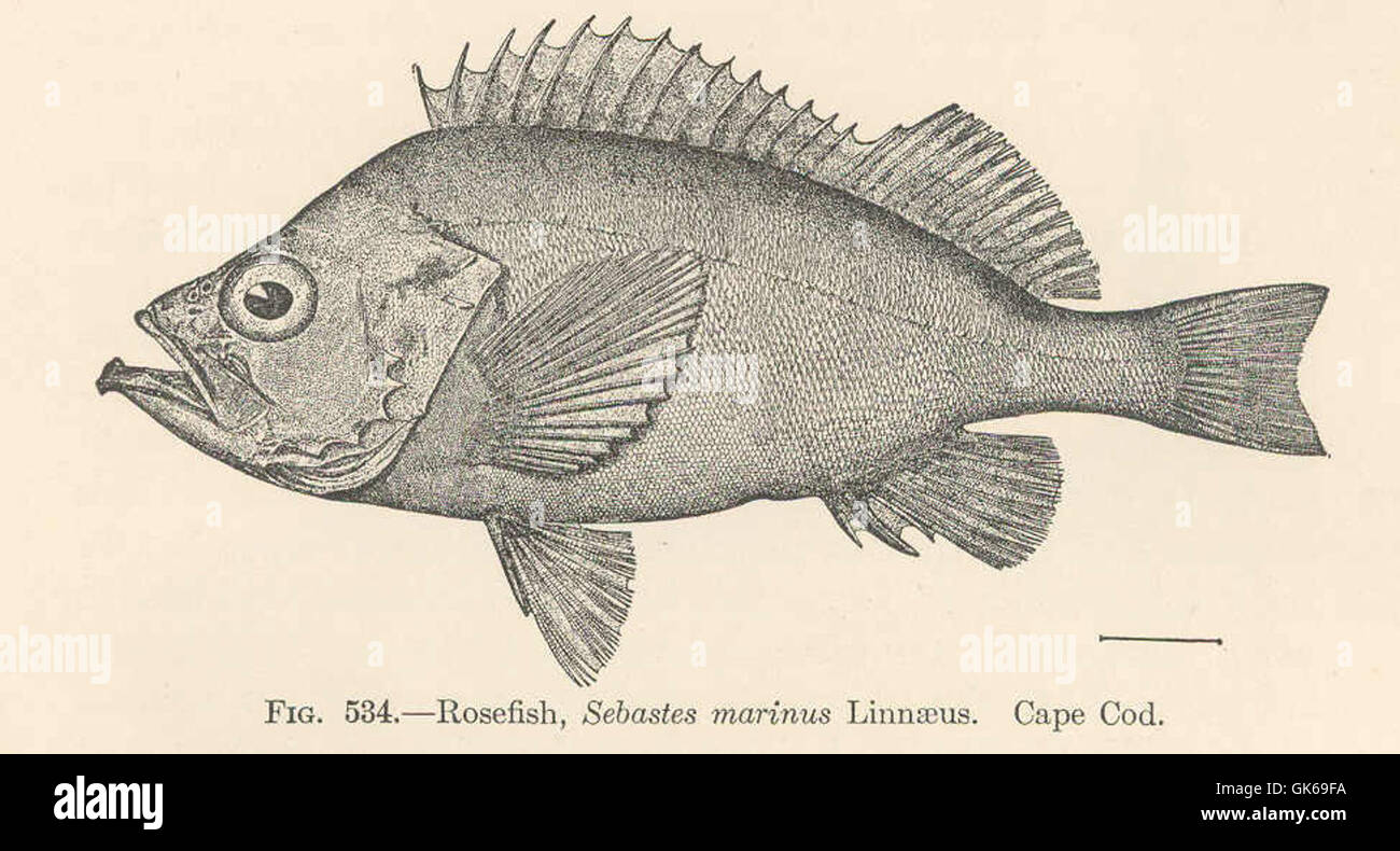 Sebastes Marinus High Resolution Stock Photography and Images - Alamy