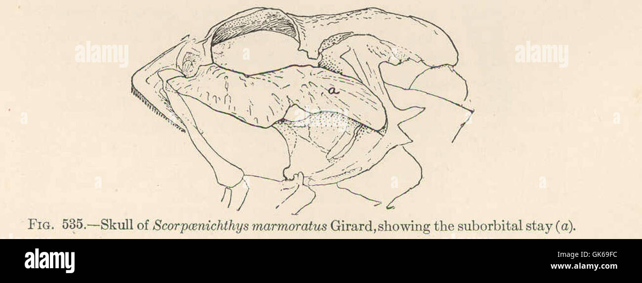 52107 Skull of Scorpaenichthys marmoratus Girard, showing the ...