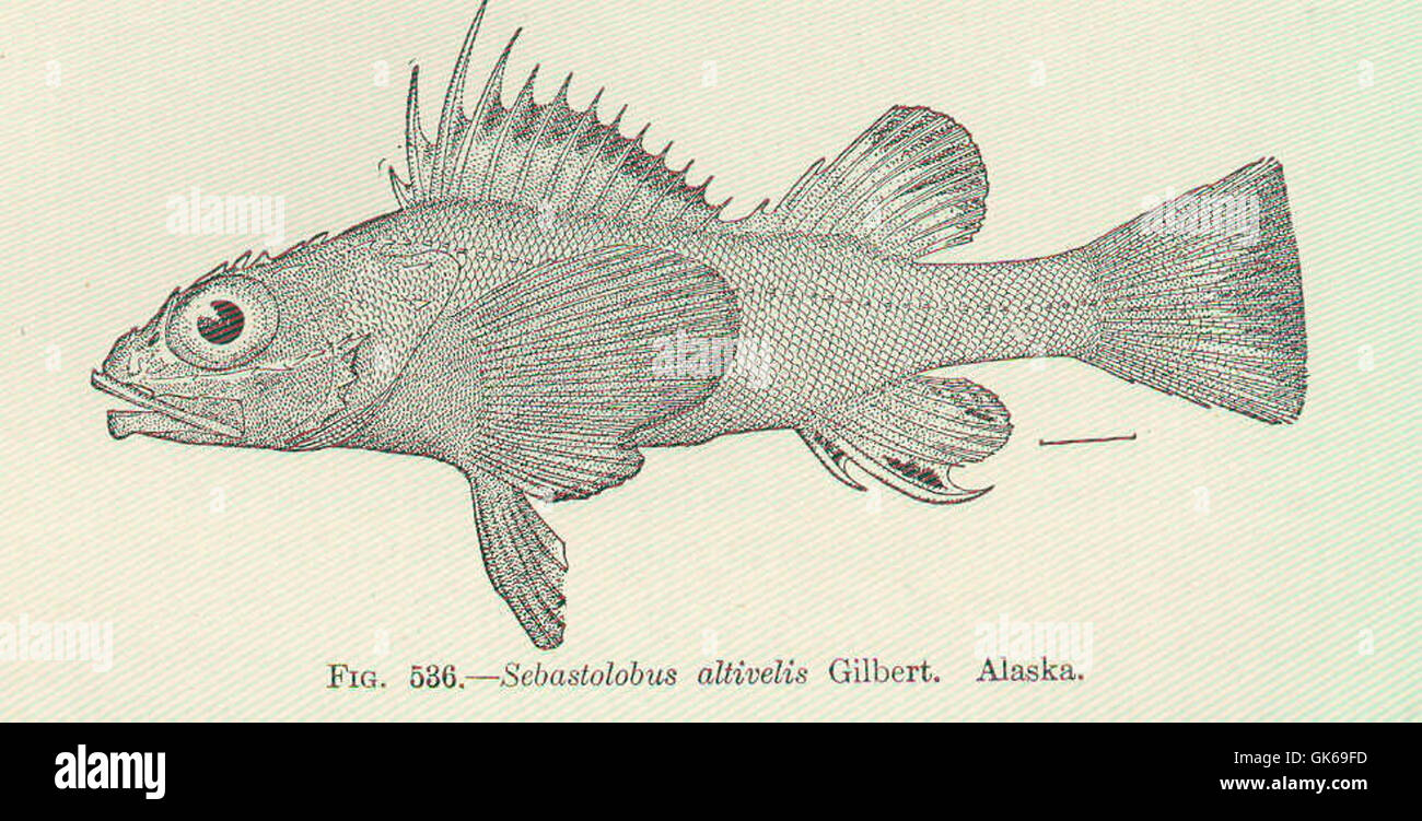 Alaskan rockfish hi-res stock photography and images - Alamy