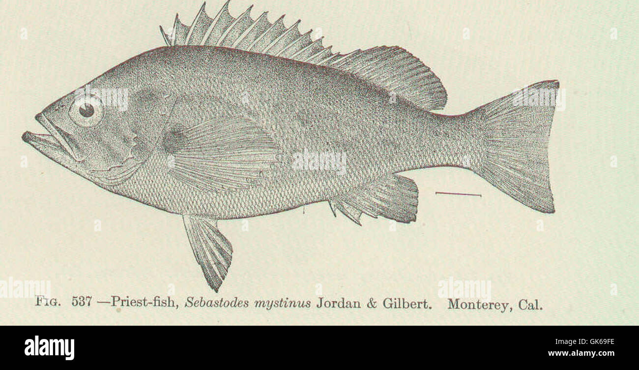 Is a rockfish of the family sebastidae hi-res stock photography and ...