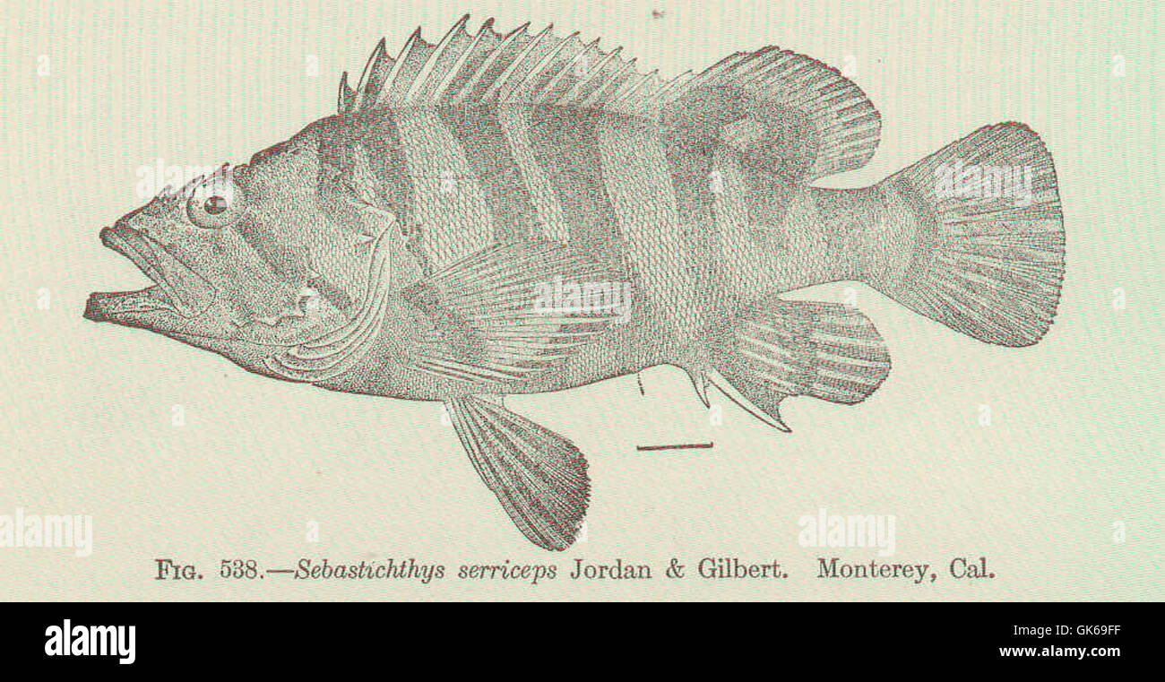 Rockfish family hi-res stock photography and images - Alamy
