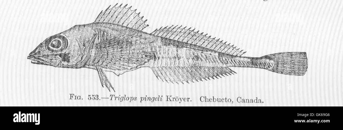 Krøyer fish hi-res stock photography and images - Alamy