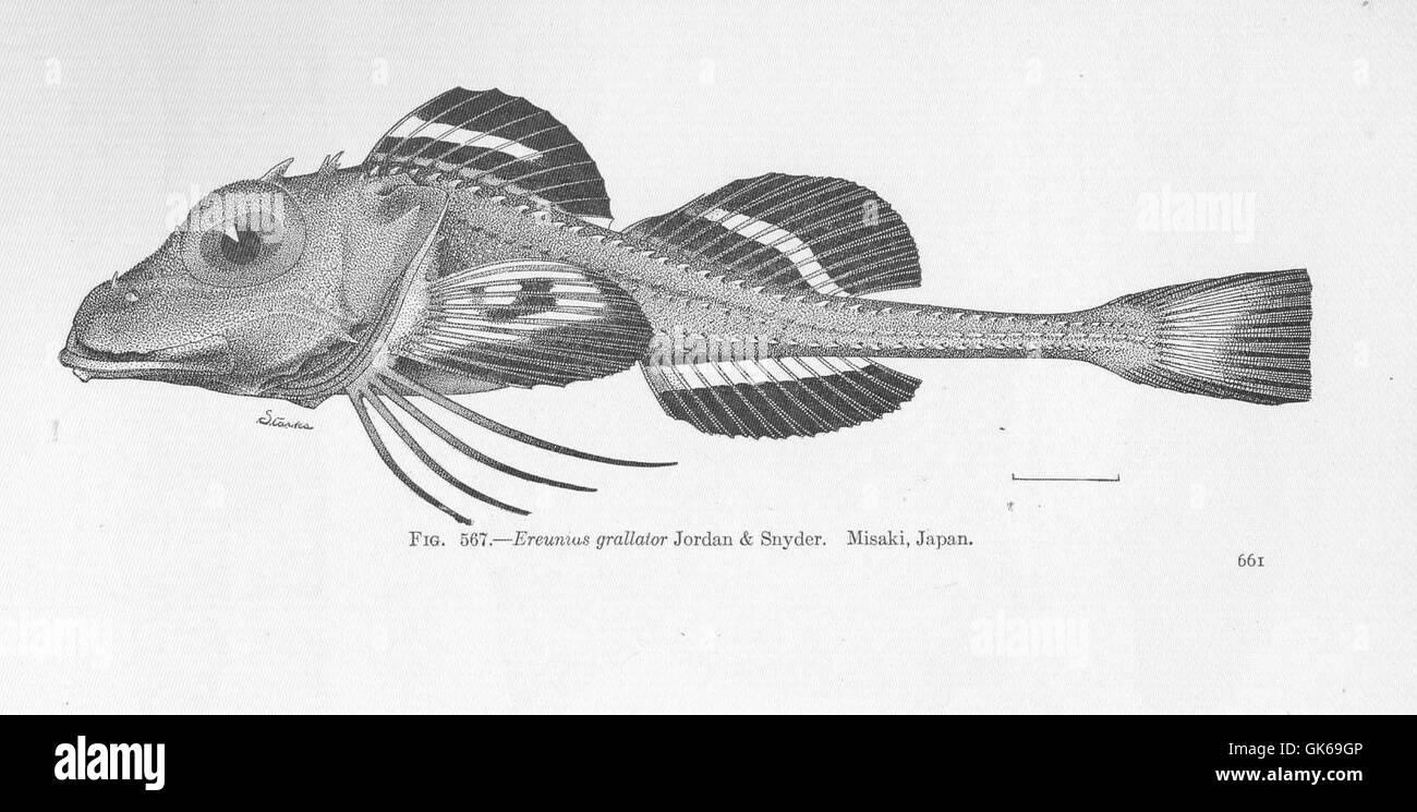 Grallator High Resolution Stock Photography and Images - Alamy