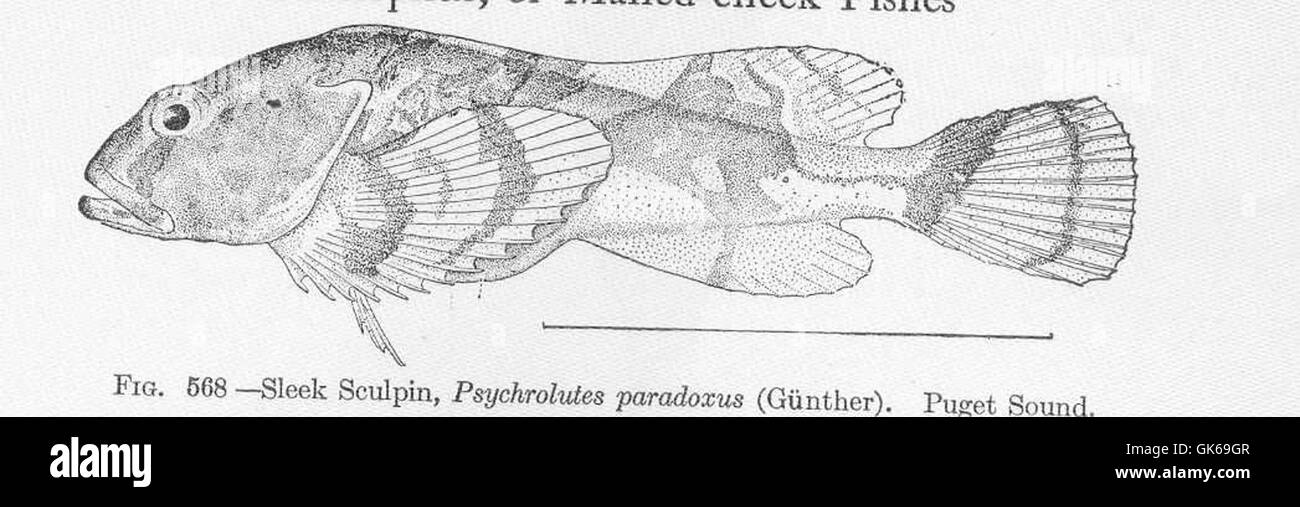 The Sleek Sculpin Psychrolutes Paradoxus Native To Puget Sound