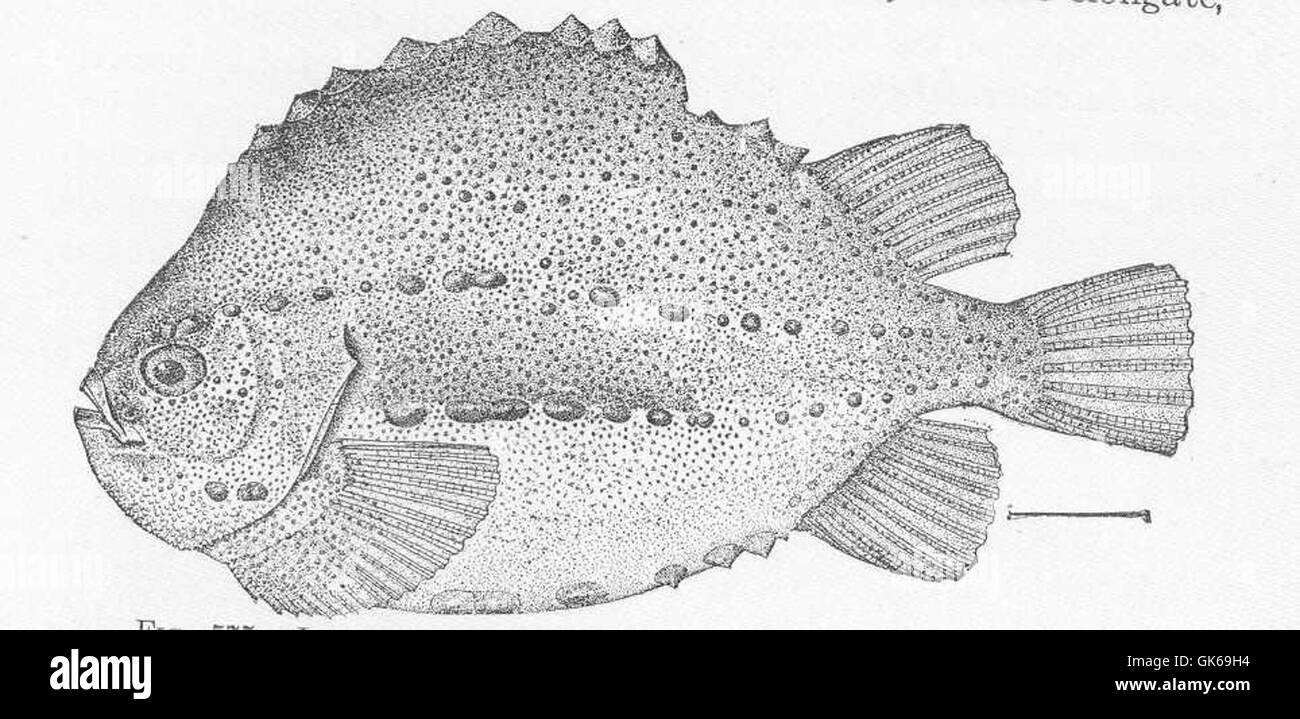 Cyclopterus lumpus atlantic hi-res stock photography and images - Alamy