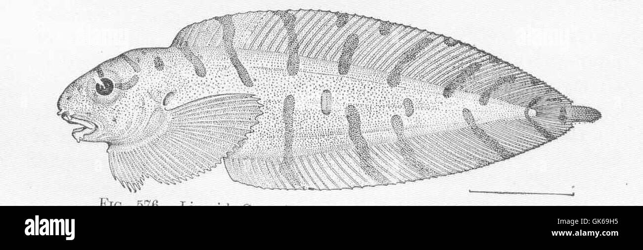 Crystallias malsushimae, a species of liparid fish, is found in the ...