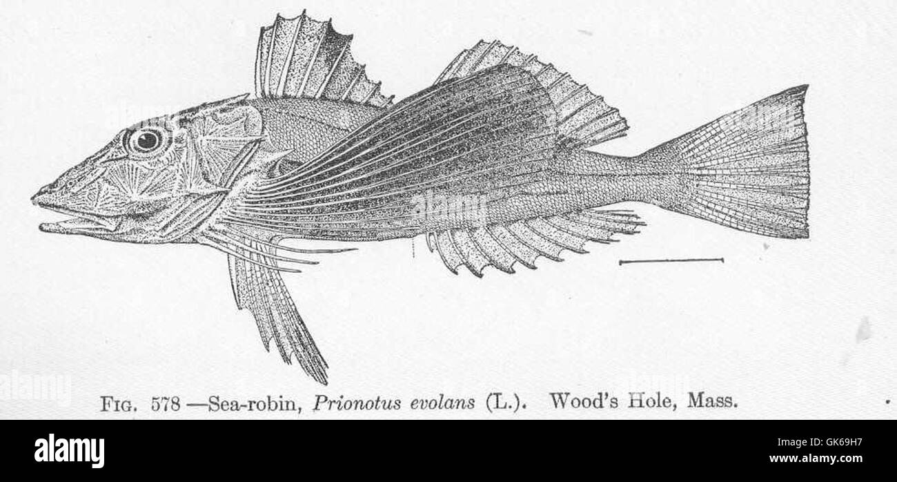 52150 Sea-robin, Prionotus evolans 9L) Wood's Hole, Mass Stock Photo ...