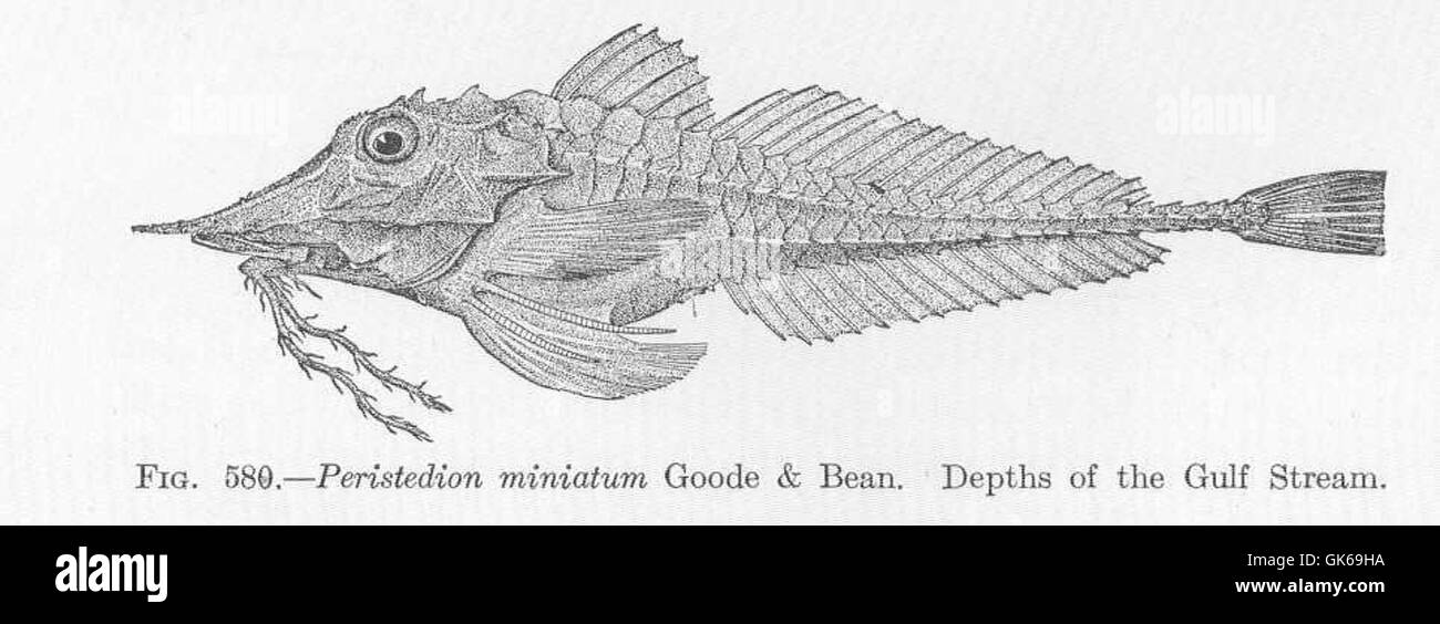 52152 Peristedion miniatum Goode & Bean Depths of the Gulf Stream Stock ...