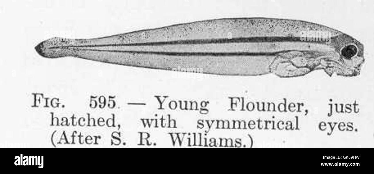A young flounder, shortly after hatching, displays symmetrical eyes ...