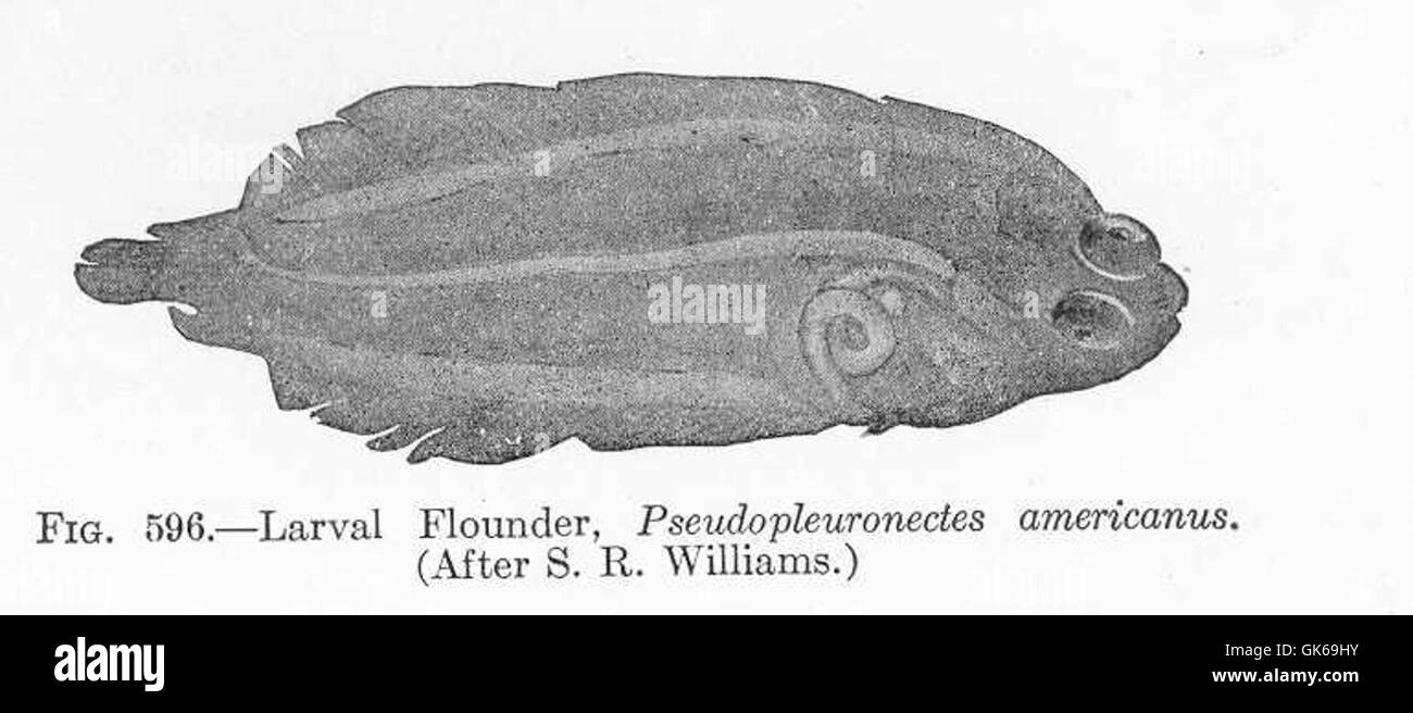 Juvenile flounder hi-res stock photography and images - Alamy