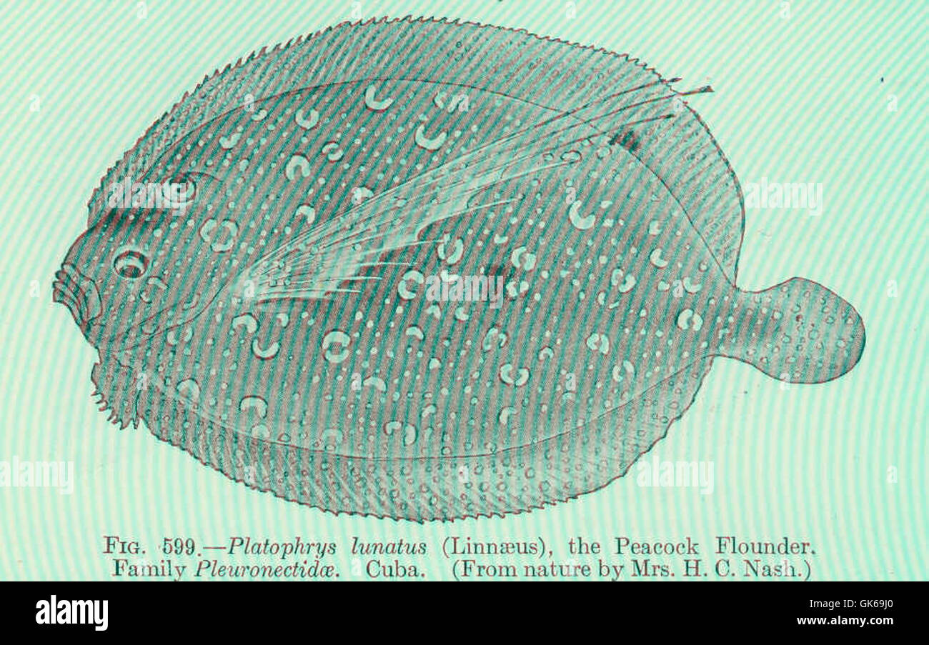 52168 Platophrys lunatus (Linnaeus), the Peacock Flounder Family ...