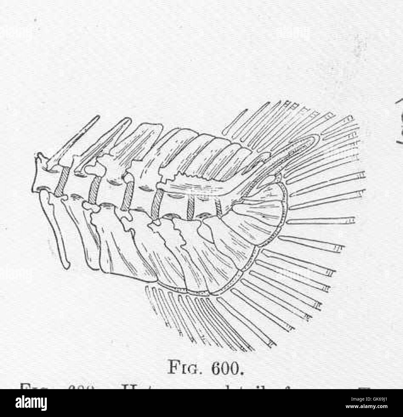 Salmo fario Black and White Stock Photos & Images - Alamy