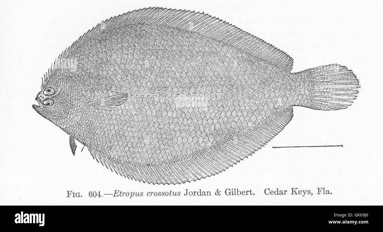 Etropus hi-res stock photography and images - Alamy