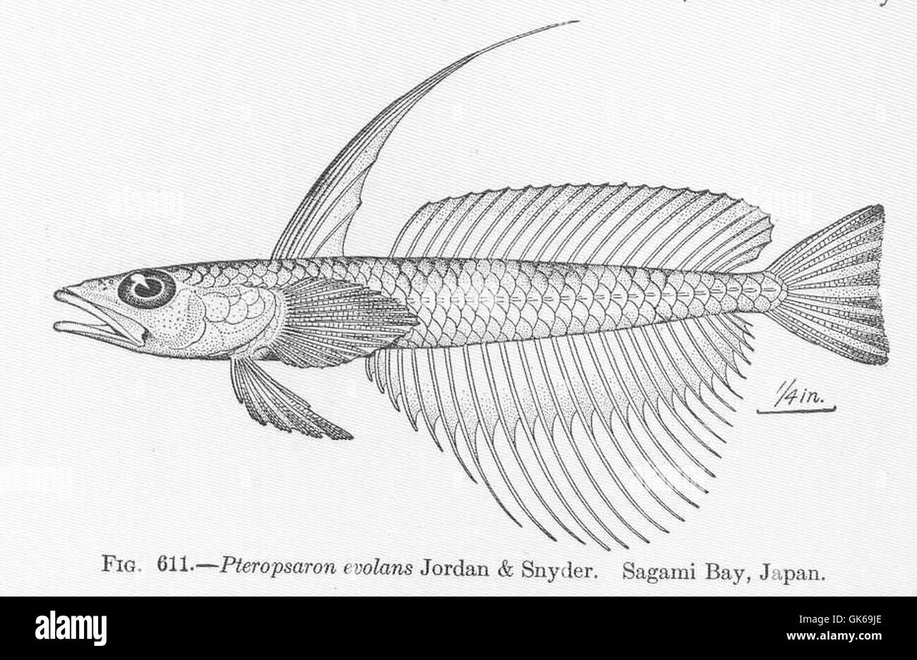 Pteropsaron evolans is a species of fish discovered by Jordan & Snyder ...