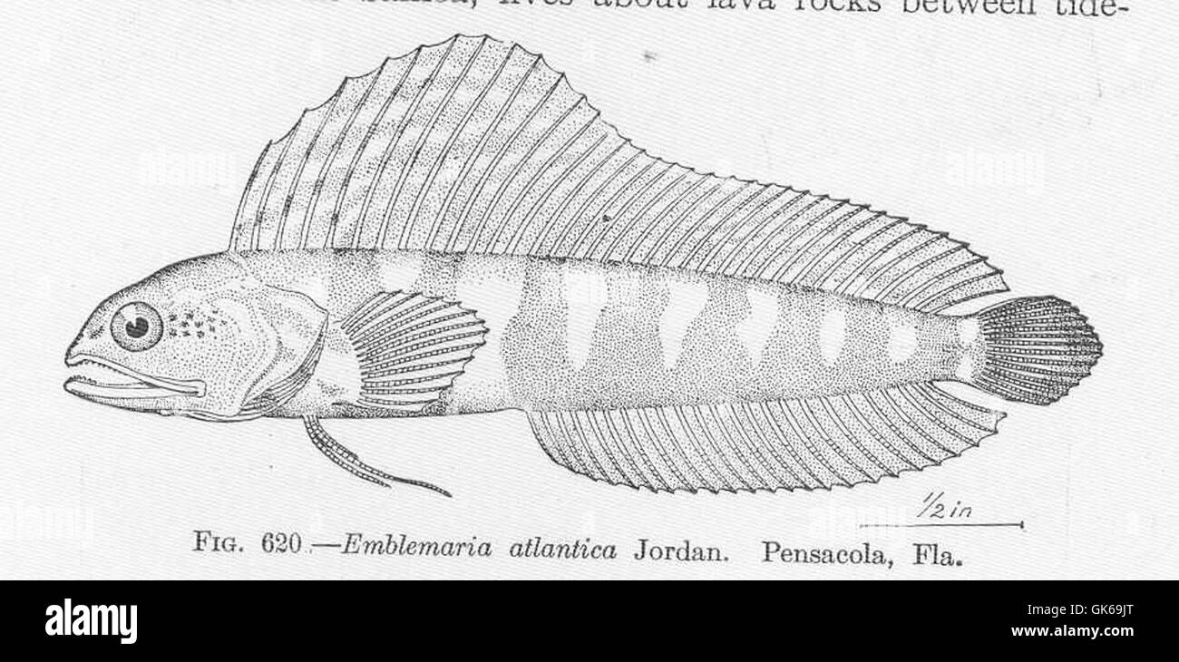 Emblemaria atlantica hi-res stock photography and images - Alamy