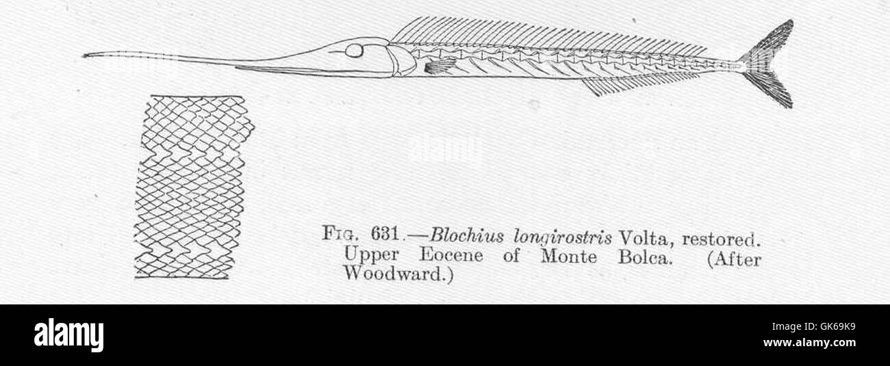 Understanding extinct species Black and White Stock Photos & Images - Alamy