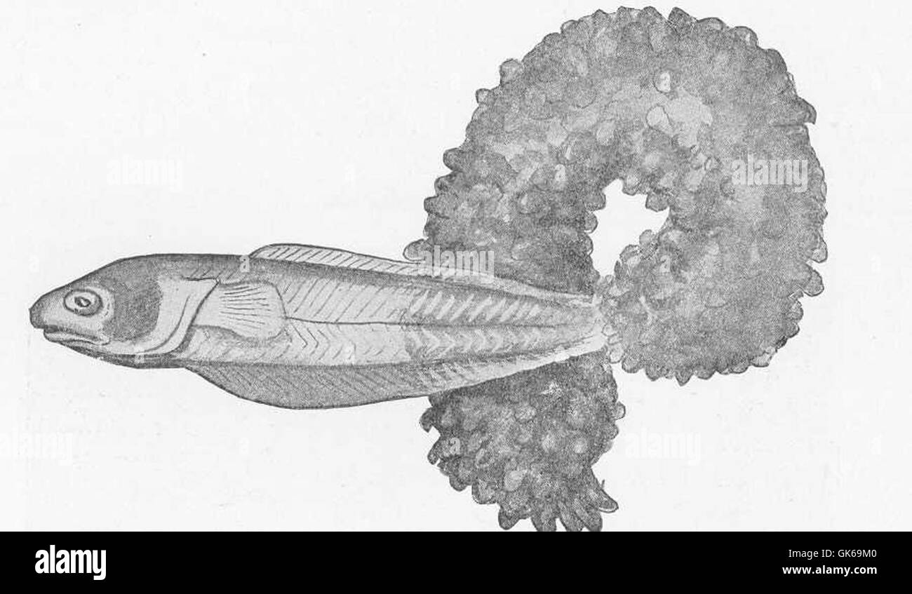 Pearlfish hi-res stock photography and images - Alamy