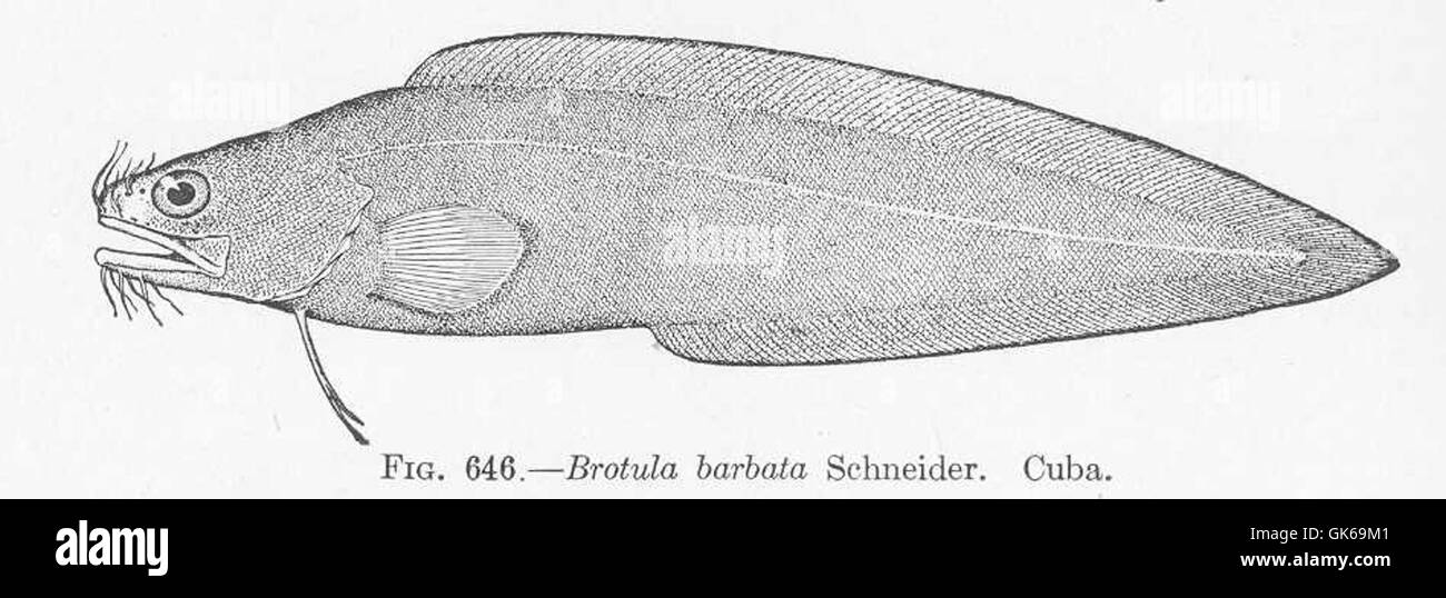 Antique map of cuba Black and White Stock Photos & Images - Alamy