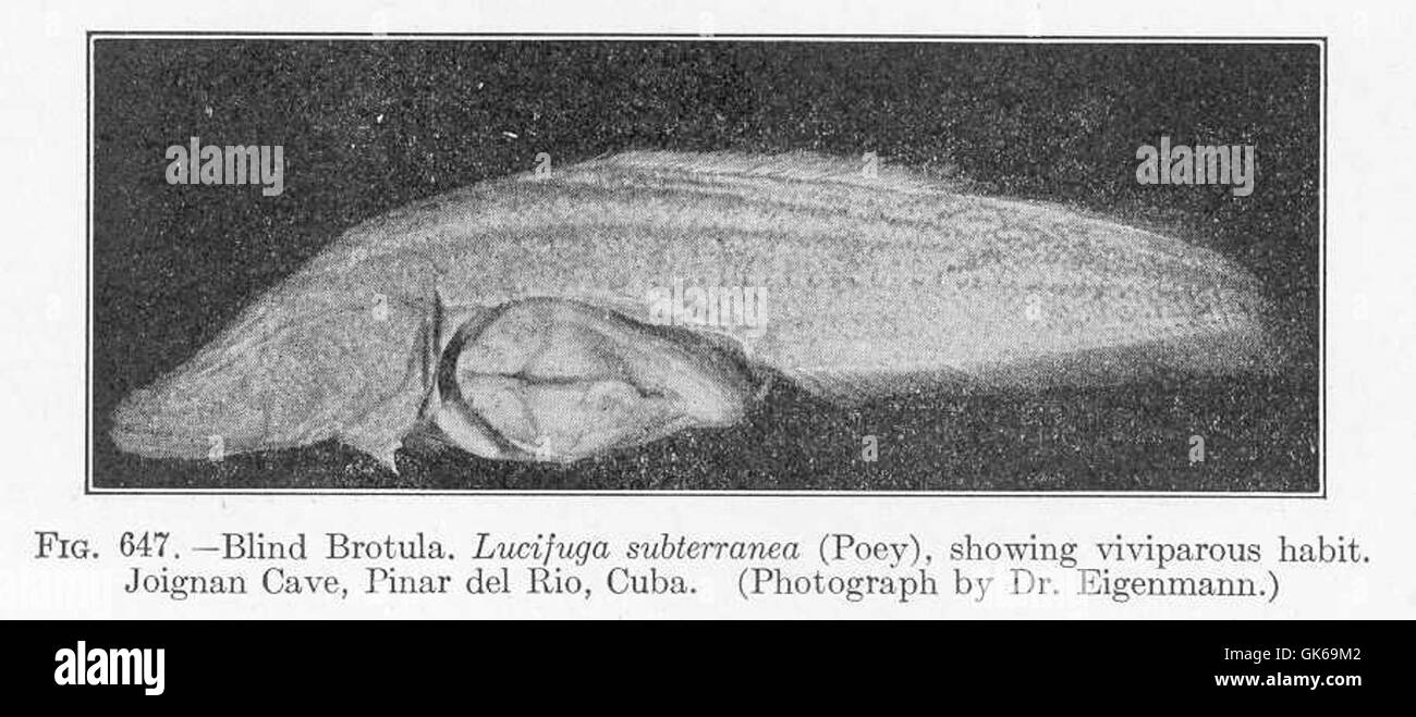 Subterranean fish Black and White Stock Photos & Images - Alamy