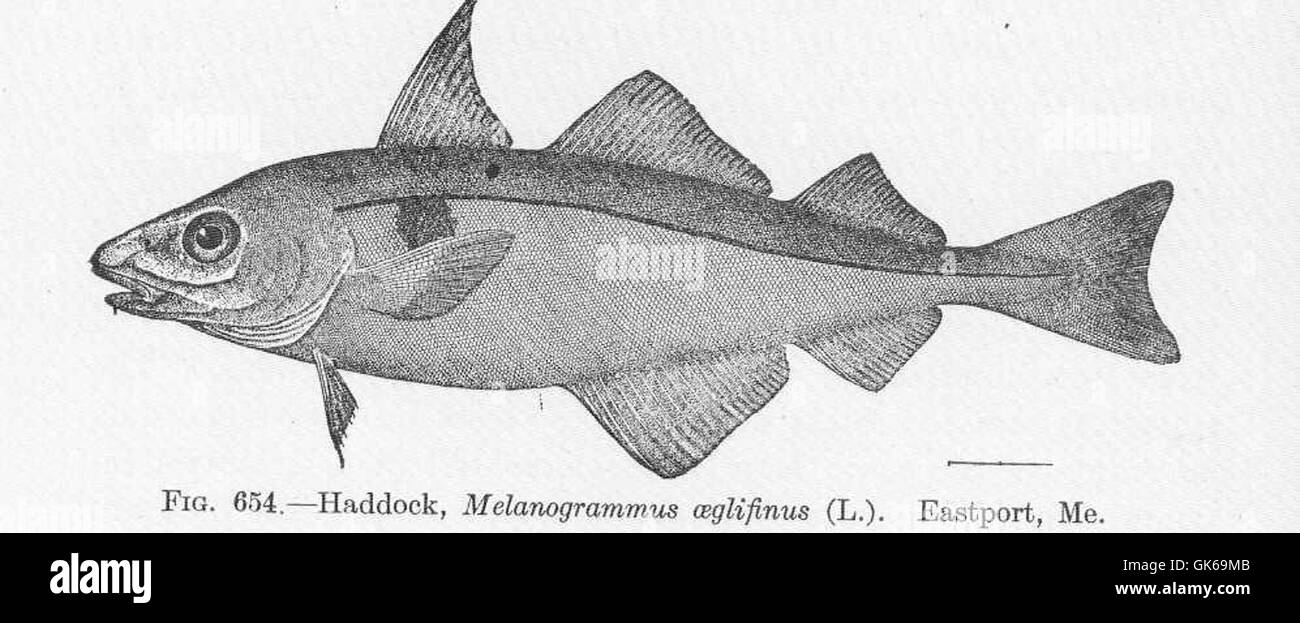 52223 Haddock, Melanogrammus aeglifinus (L) Eastport, Me Stock Photo ...