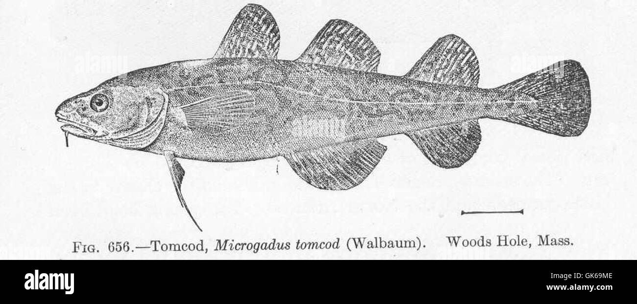 52225 Tomcod, Microgadus tomcod (Walbaum) Woods Hole, Mass Stock Photo ...
