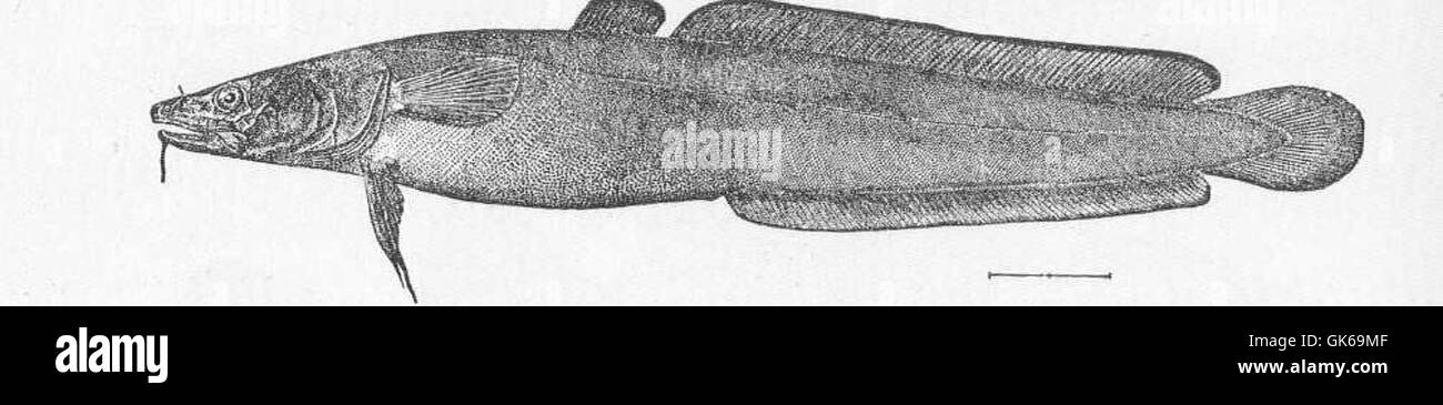 Burbot lota lota drawing hi-res stock photography and images - Alamy