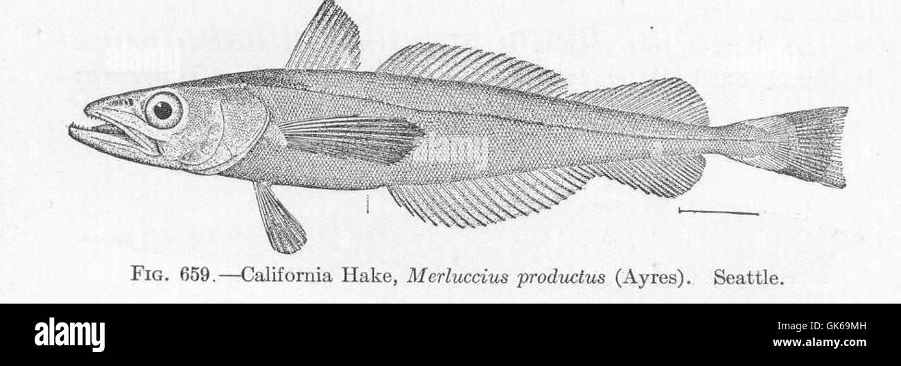 Pacific hake hi-res stock photography and images - Alamy