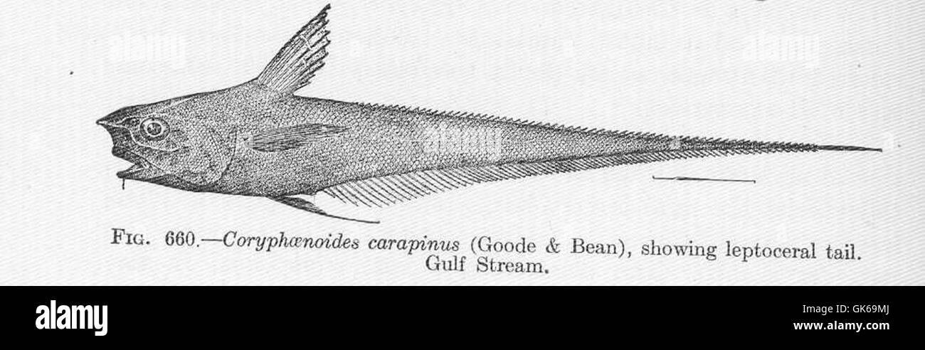 *Coryphaenoides carapinus*, a species of deep-sea fish from the Gulf ...