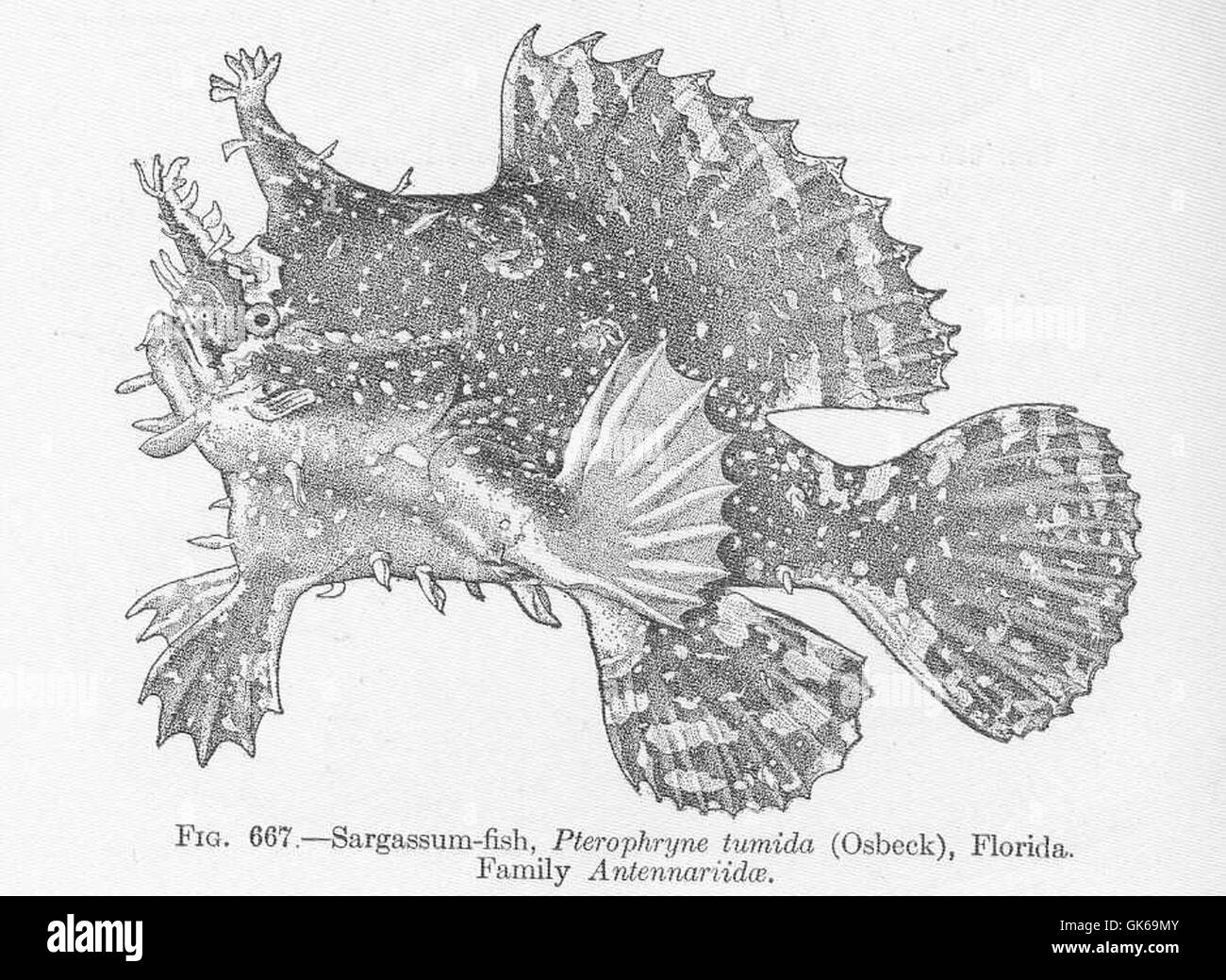 Sargassum Black and White Stock Photos & Images - Alamy