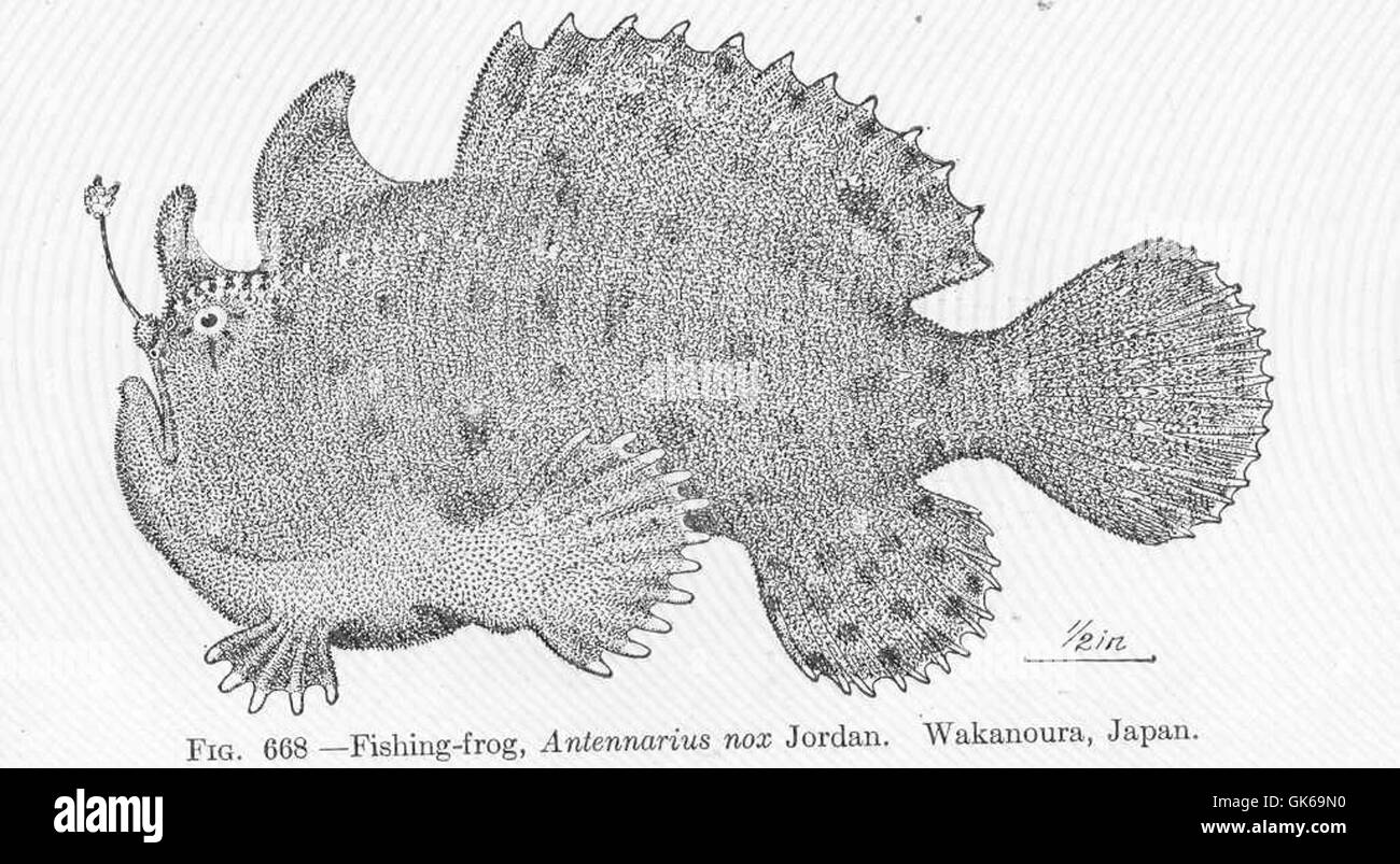 Antennarius nox, known as the fishing-frog, is a species of anglerfish ...