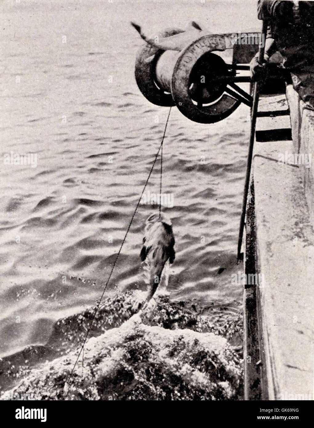 A cod trawl line is hauled by a net lifter on the deck of a fishing ...