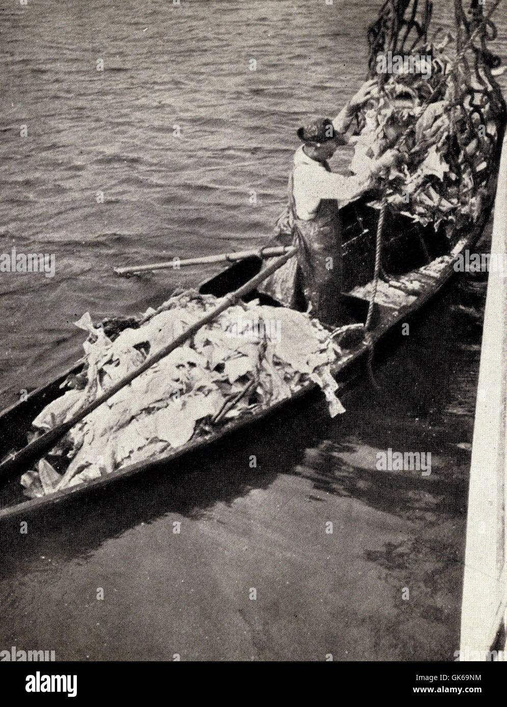 This image depicts the process of loading codfish aboard a transporter ...