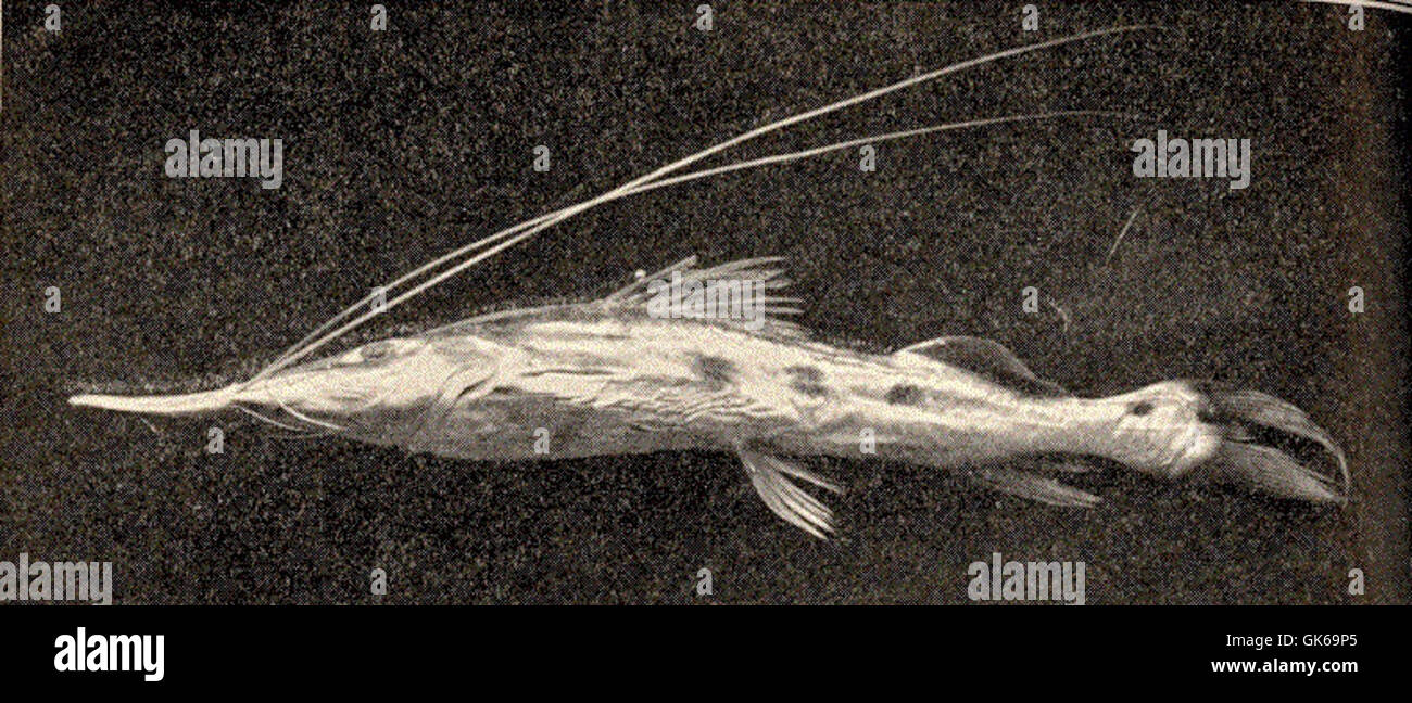 52266 Platystomatichthys sturio Kner, One of the Giant Catfishes Stock ...