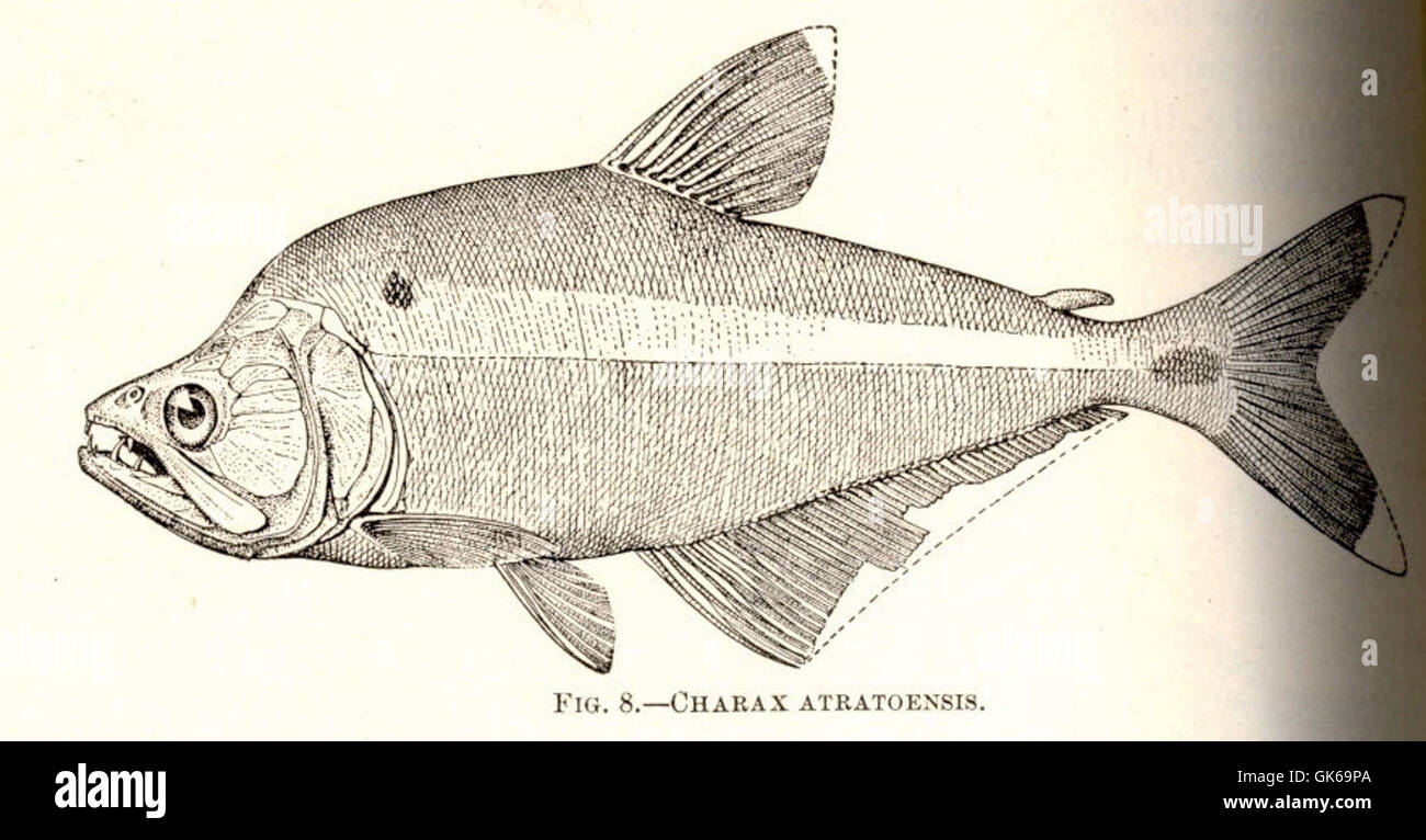 Charax atratoensus is a species of freshwater fish native to the Atrato ...