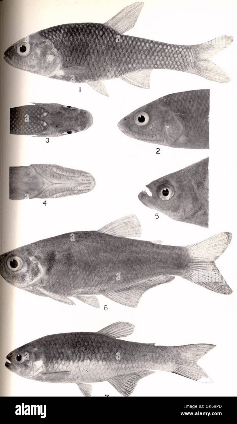 *Spintherobolus* and *Glandulocauda* are genera of millipedes. These ...