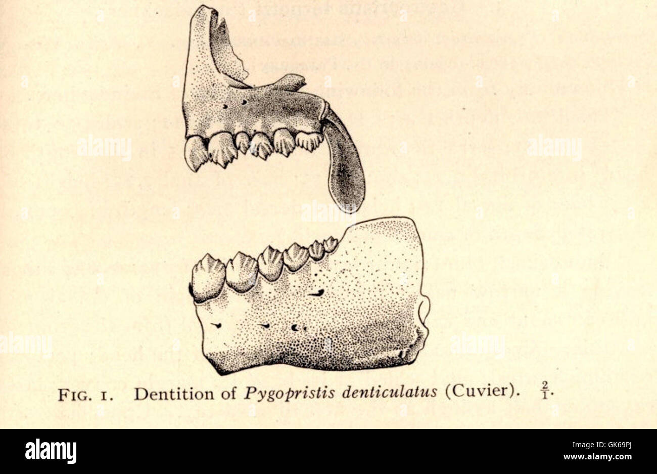 The dentition of *Pygopristis denticulatus*, a species of ray-finned ...