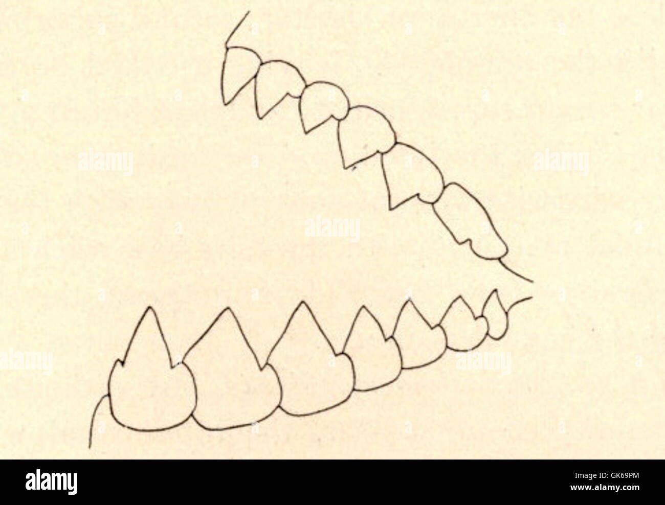 The premaxillary and mandibular teeth of *Rooseveltiella notatus*, a ...