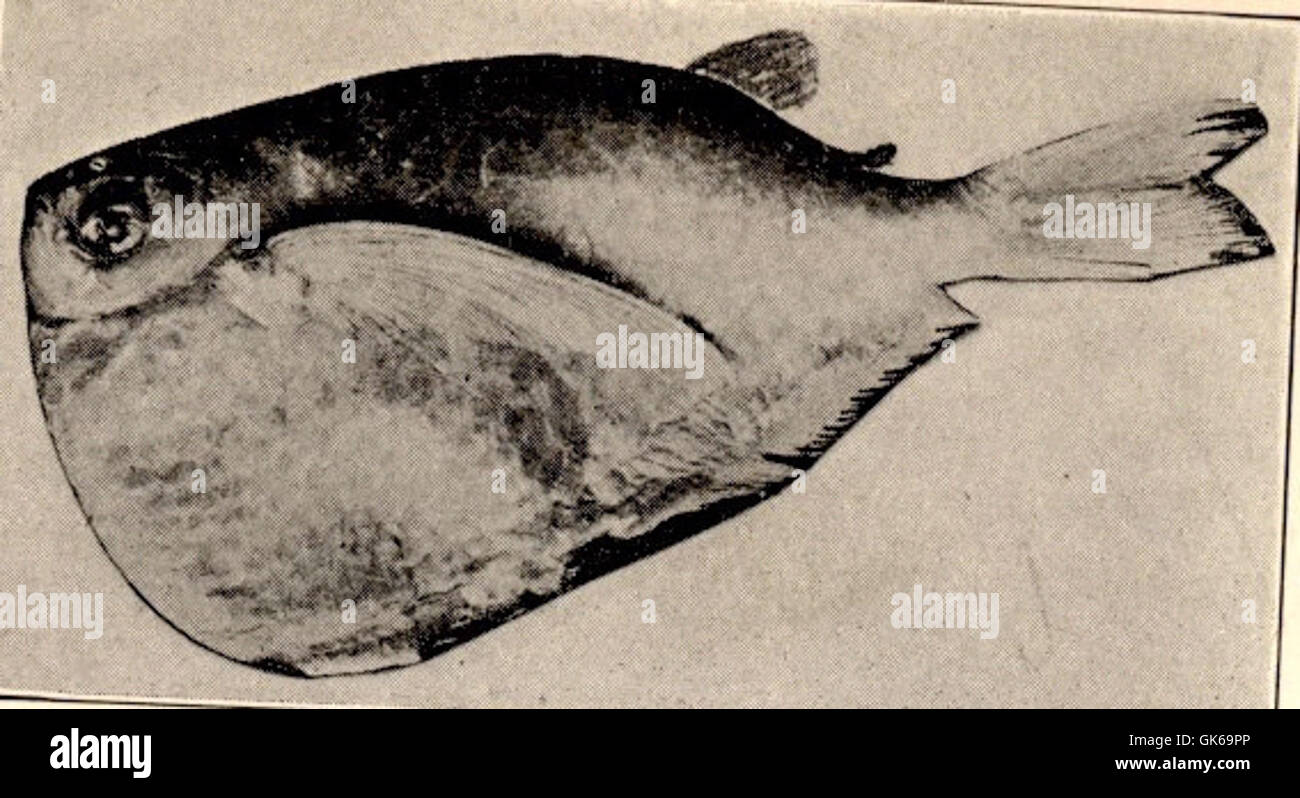 Gasteropelecus stellatus, known as the swell characin, is a species of ...