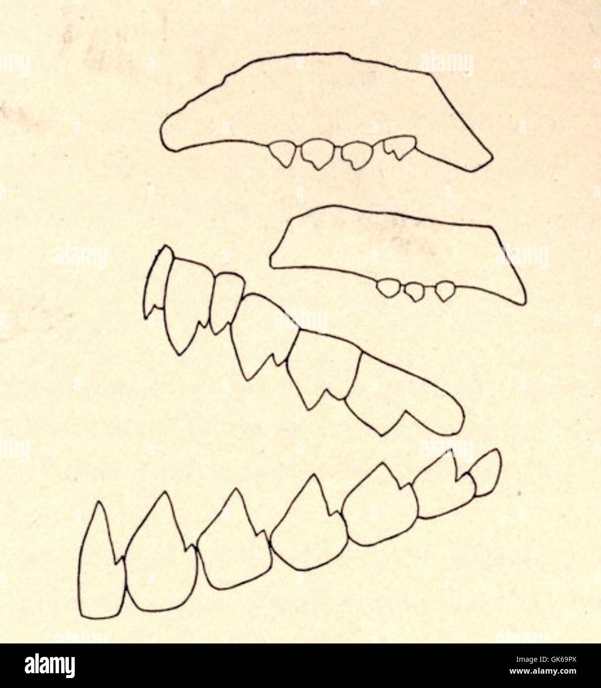 This image shows the dentition of Serrasalmo maculatus, also known as ...