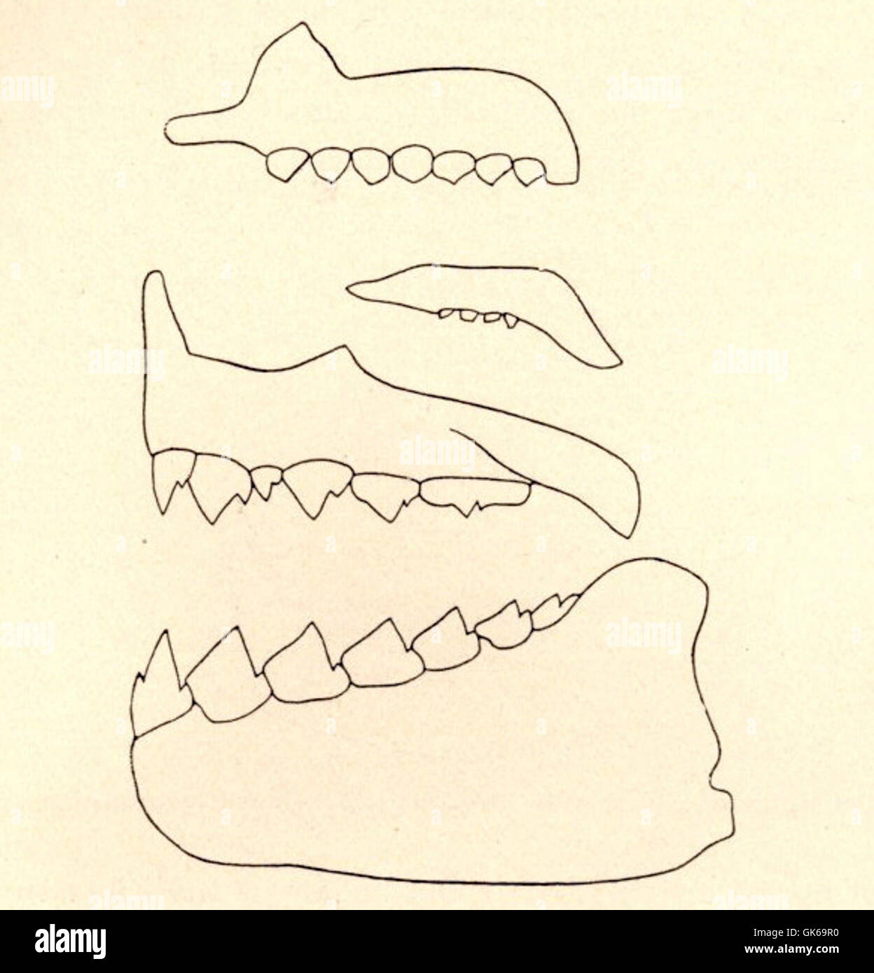 The dentition of *Serrasalmo humeralis*, a species of piranha, showing ...