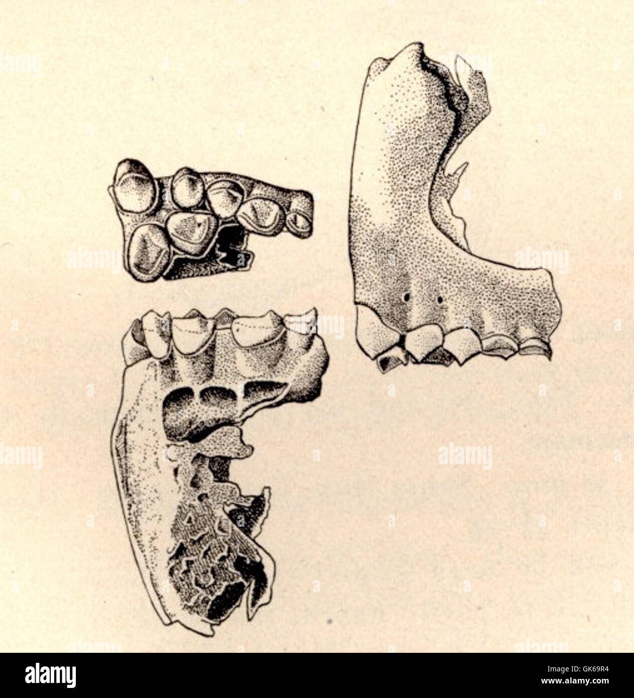 The enlarged teeth of a young *Myleus pacu* (Humboldt) are an important ...