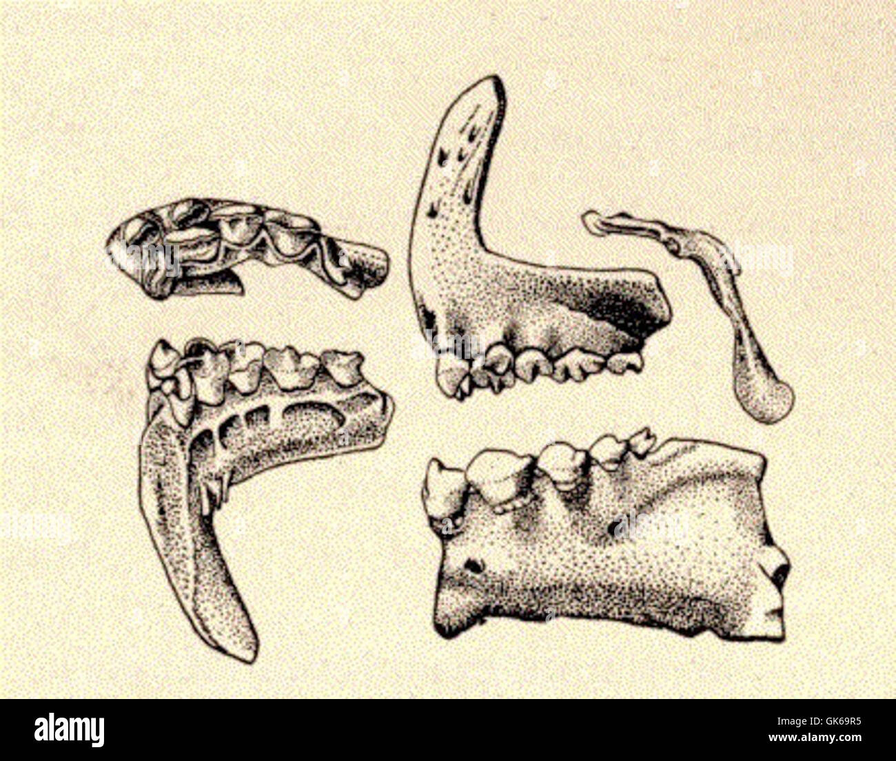 The dentition of a large specimen of Myleus pacu, commonly known as the ...